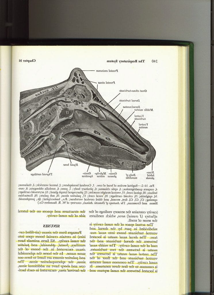 cow – Calf Notes.com